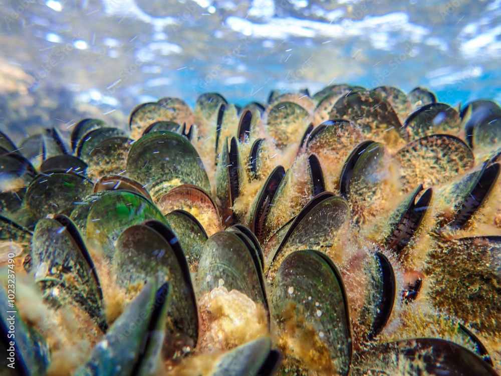 Mussels underwater on a rock on the sea shore, natural scene in ...