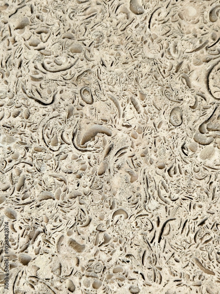 Nature shell stone texture with visible inclusions of shells. Texture ...