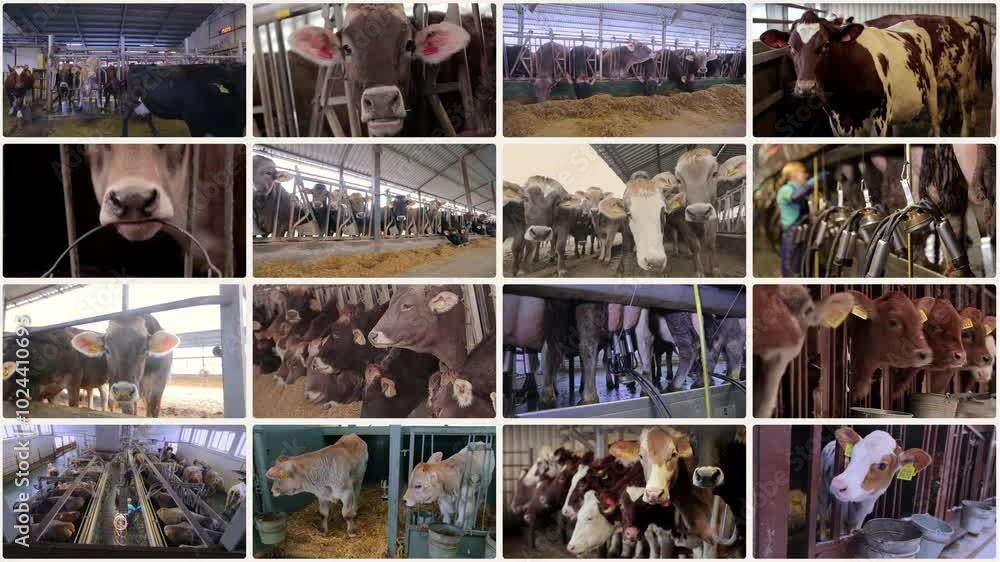 Automatic milking of cows. Cows farm. Cows Feeding in the Farm. Eating ...