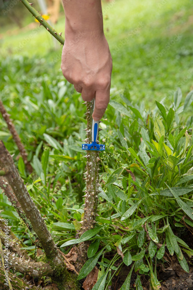 Hand shaves stem of a rose thorn.Woman shaves hairy legs with shaver ...