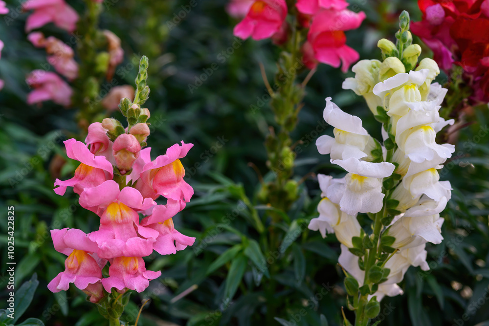Antirrhinum majus dragon flower also known as Snap Dragons is blooming ...