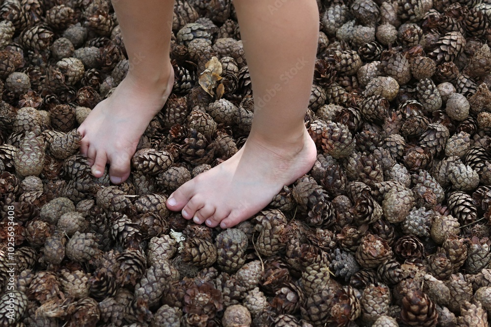 child's bare feet standing on bed of pine cones, that are covering ...
