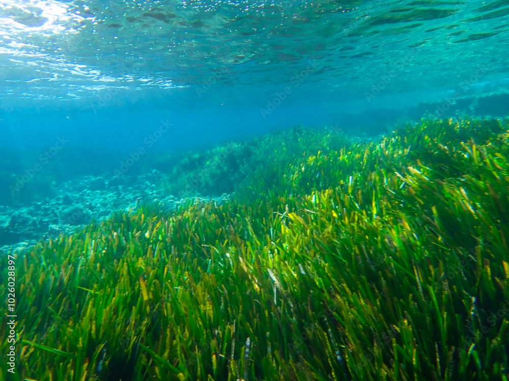 Seagrass underwater with natural sunlight in Mediterranean sea, jijel ...