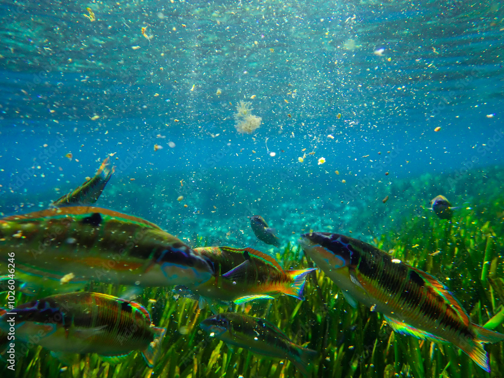 Ornate wrasse (Thalassoma pavo) undersea, thalassoma fish, Close up ...