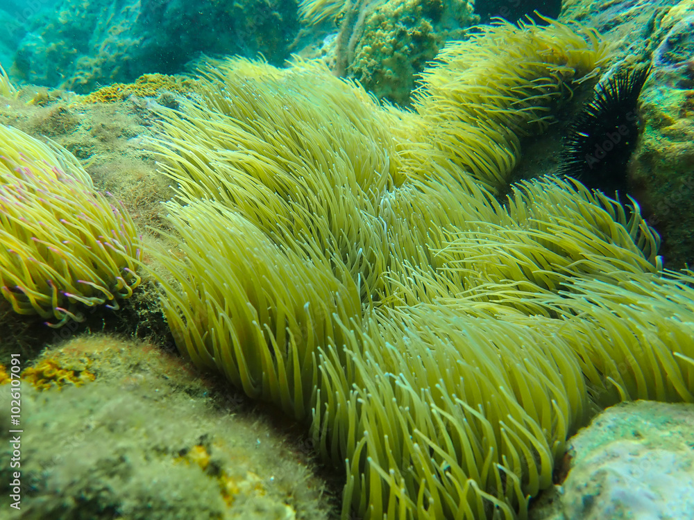 Seagrass underwater with natural sunlight in Mediterranean sea, jijel ...
