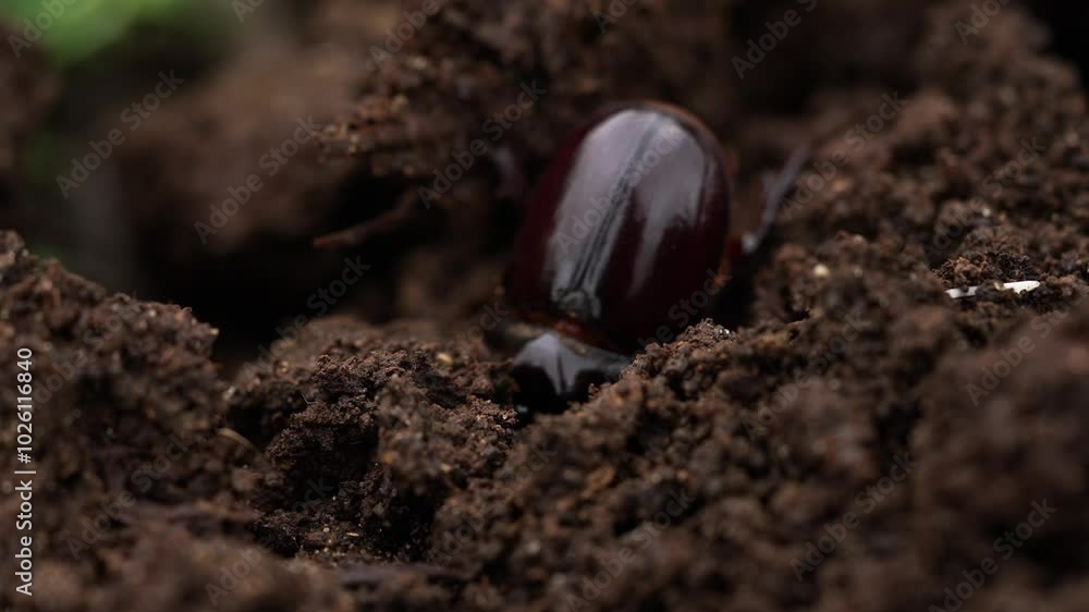 Black beetle digs a hole in the ground, using its legs to move dirt and ...