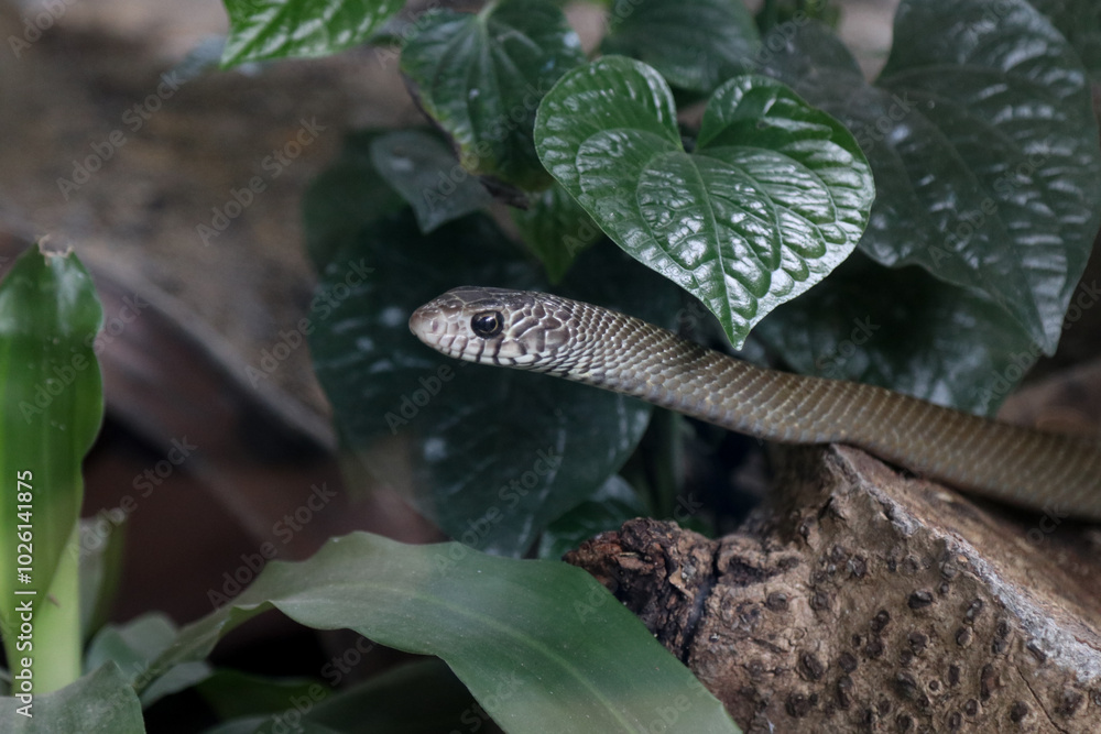 Ptyas mucosa, commonly known as the Oriental rat snake, dhaman or ...