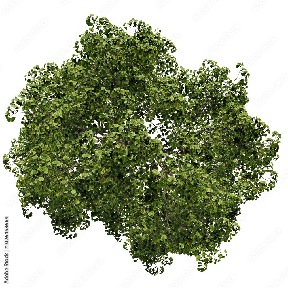Poster tree top view cut out png – Wall Art | UkPosters