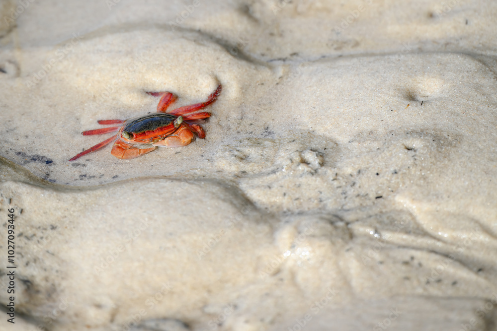red crab, intertidal marine ocean beach creature animal crustacean ...
