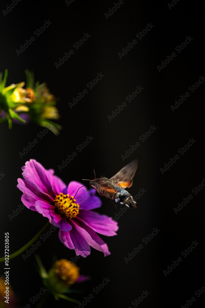 hawk moth butterfly hovering over a bright cosmos flower and collecting ...