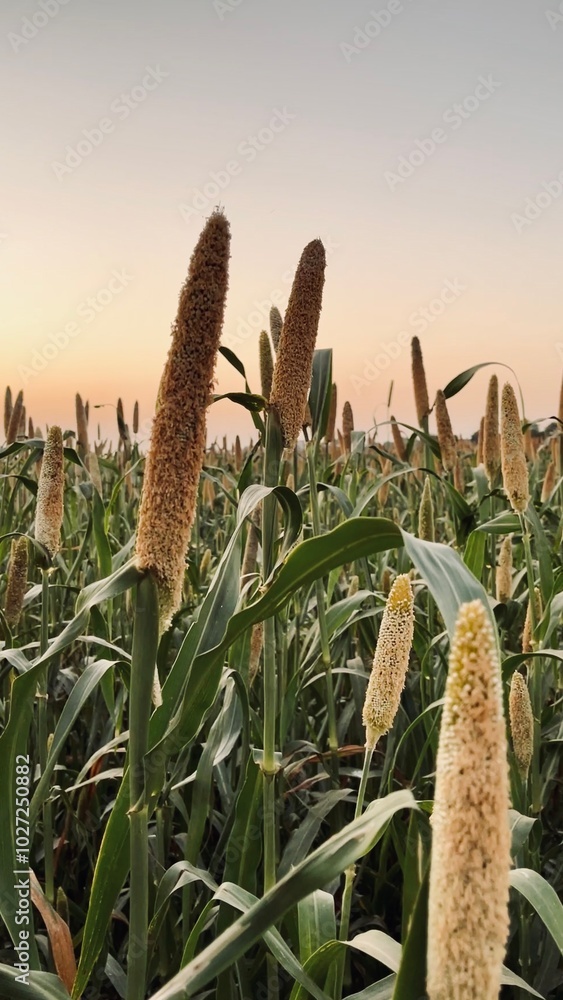 Poster A picturesque field of pearl millet stretches toward the horizon ...