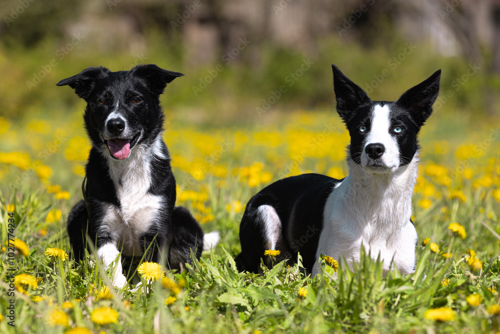 Clever, cute working black and white border collie puppy summer ...