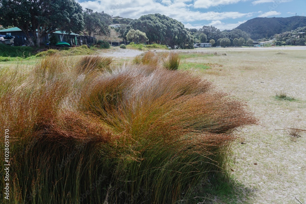 Tussock grass growing on the shoreline of the Mangawhai Harbour ...
