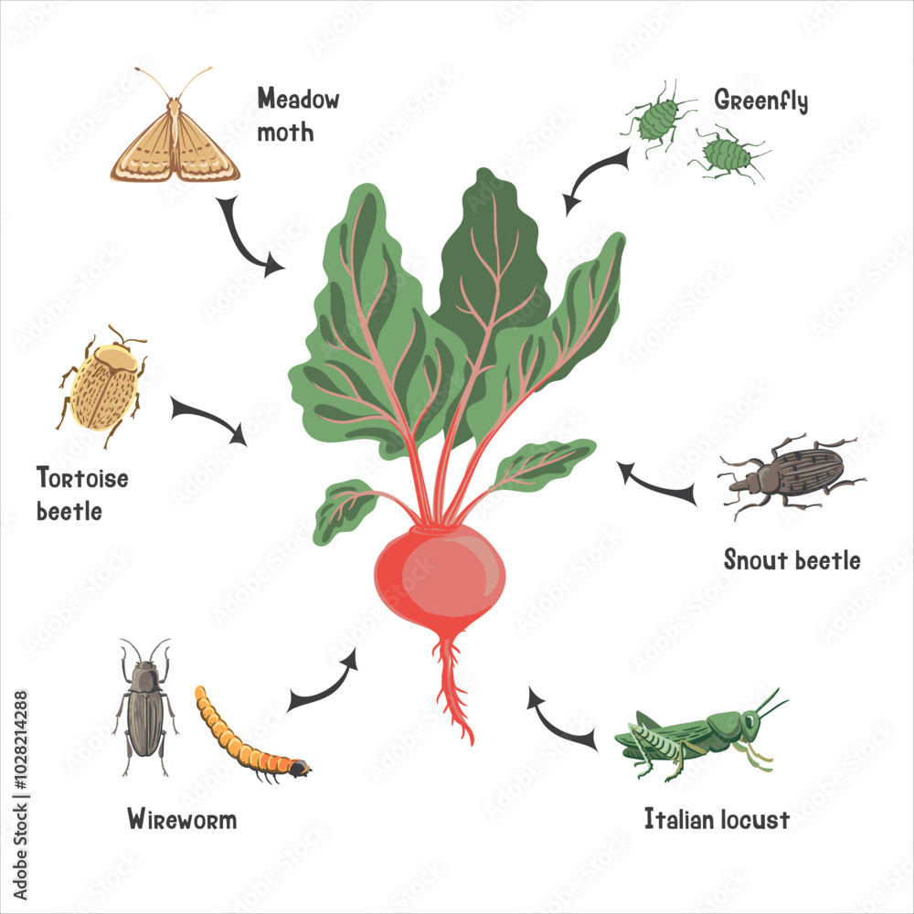 vector drawing plant of beet with root, leaves and pests , vegetable ...