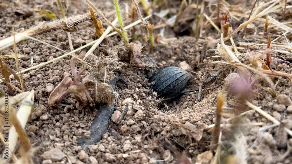 Striking slow motion footage of a black dung beetle burying itself in ...