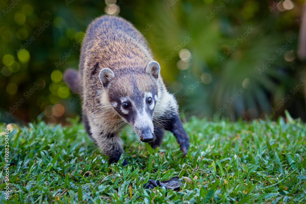The white-nosed coati (Nasua narica), also known as the coatimundi is a ...