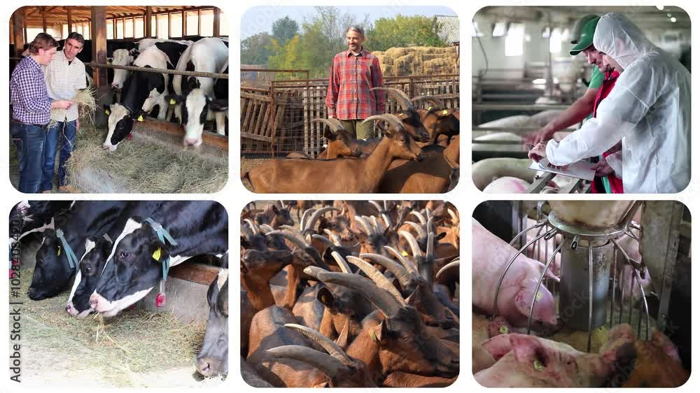 Breeding of Farm Animals - Multiscreen Video Montage. Cattle, Pigs and ...