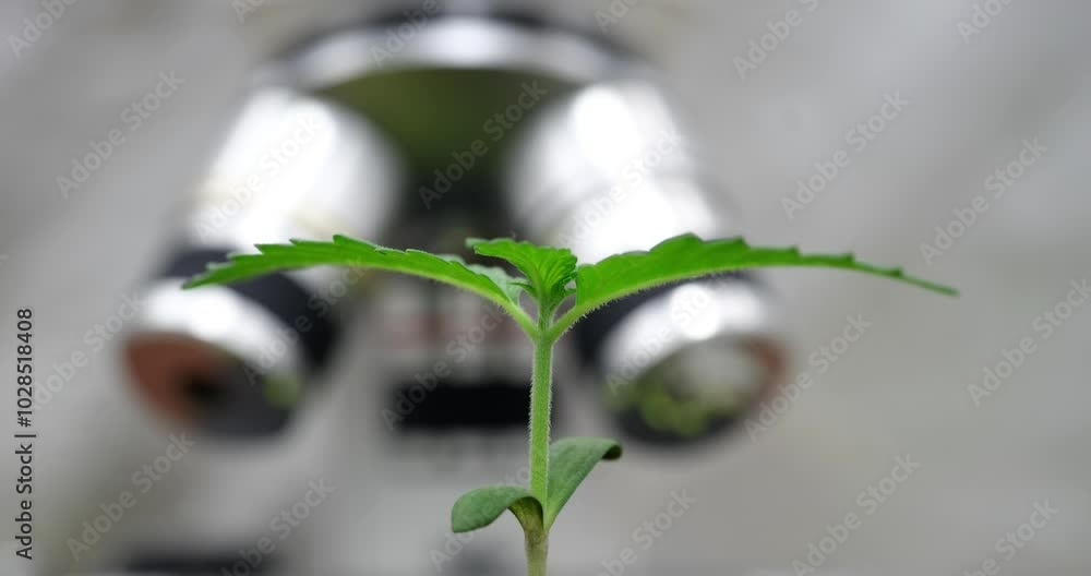 Scientist examines soil sample under electron microscope. Cannabis ...