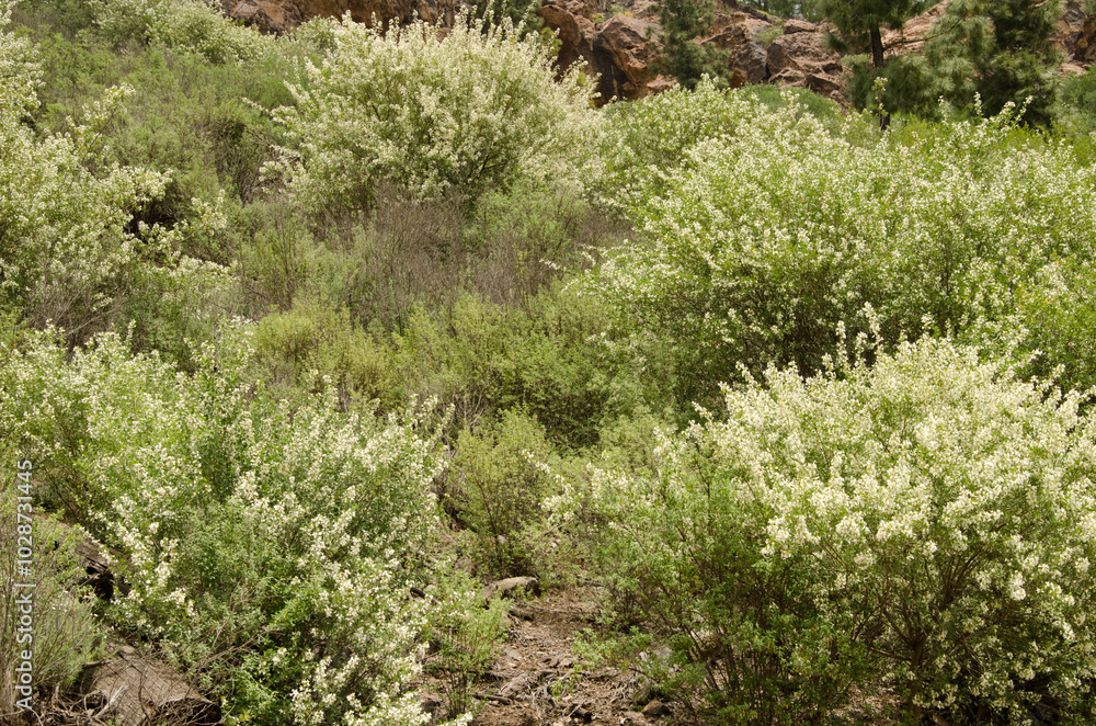 Shrubs of tree lucerne Chamaecytisus proliferus meridionalis in bloom ...