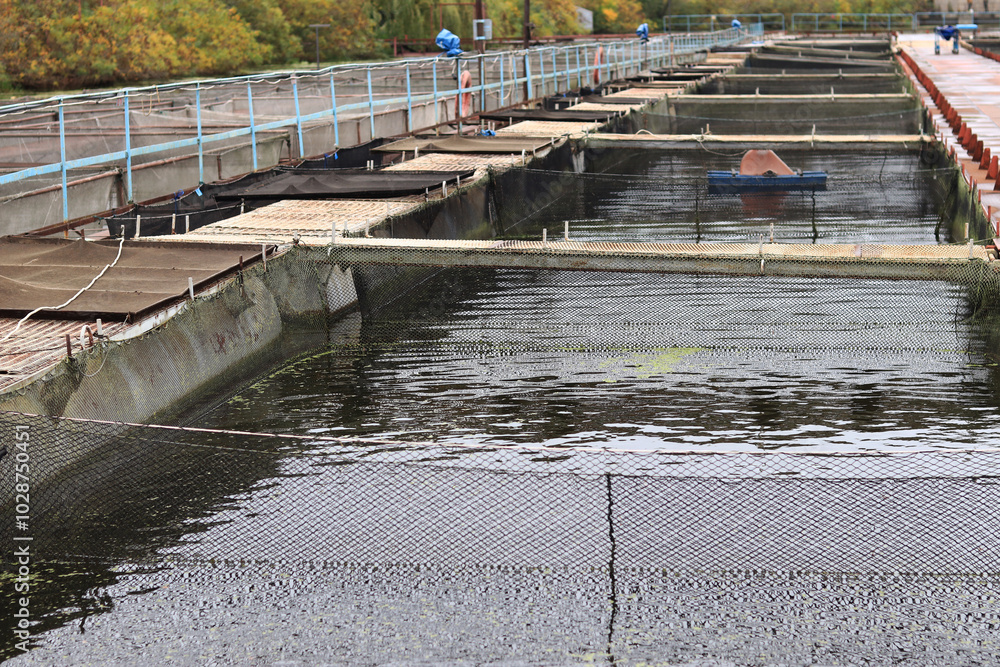 Breeding sturgeon in pools for further caviar production. Pools for ...