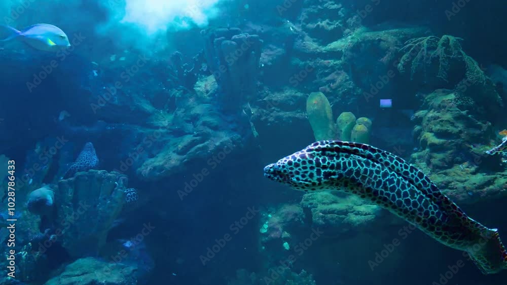 Gymnothorax is a genus of fish in the family Muraenidae found in ...