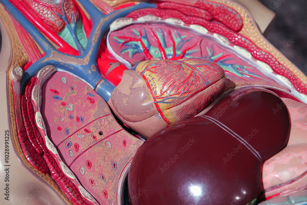 Internal organs of a human. Model of internal organs of a people Stock ...