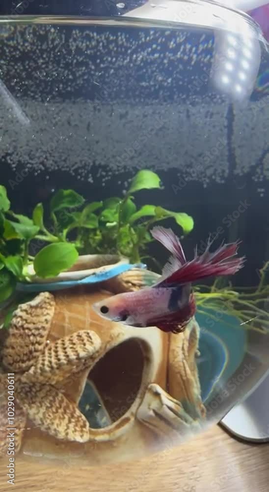 A colorful betta fish explores its aquatic home with vibrant greenery ...