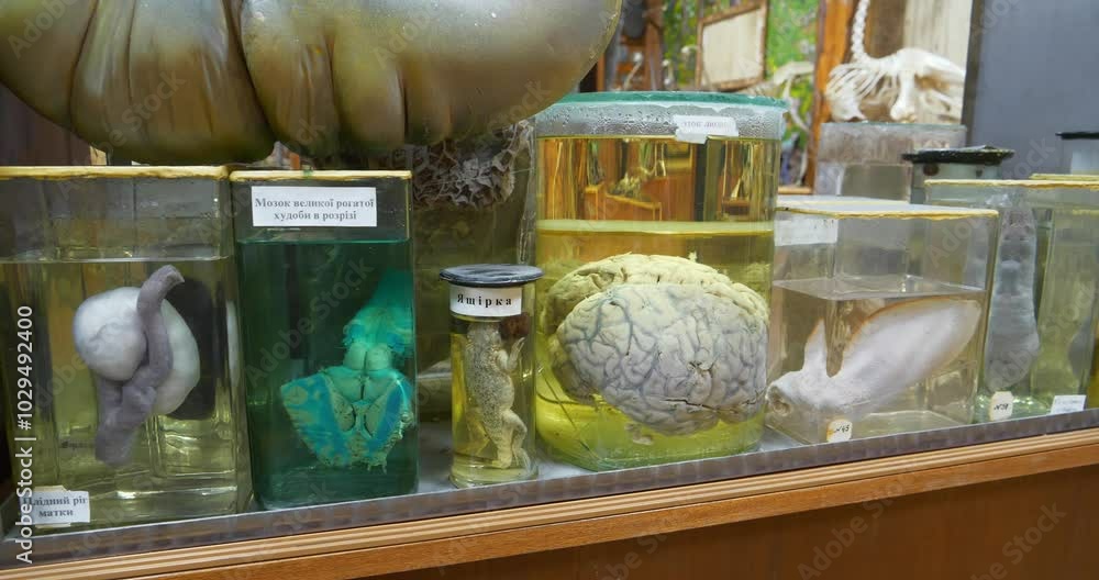 Internal organs of human and animals. Animals internals in glass jars ...