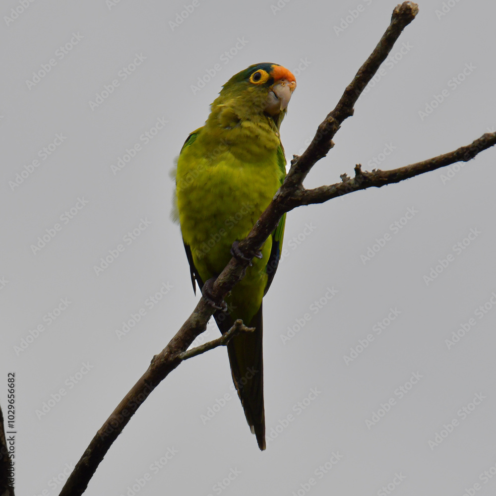 Hermosa ave costarricense en extraordinario paisaje en Costa Rica, bajo ...