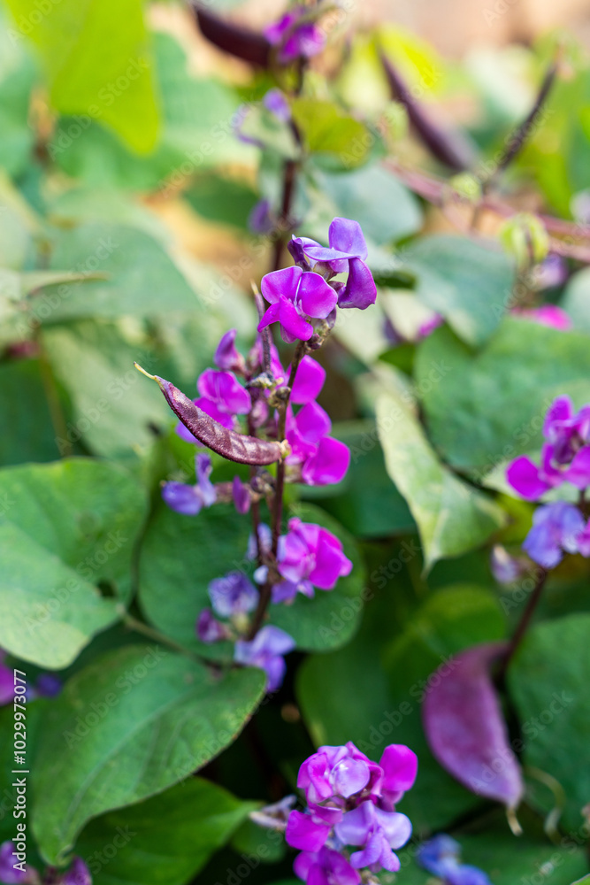 purple flower of hyacinth bean plant on a vine. purple pod pea. Stock ...