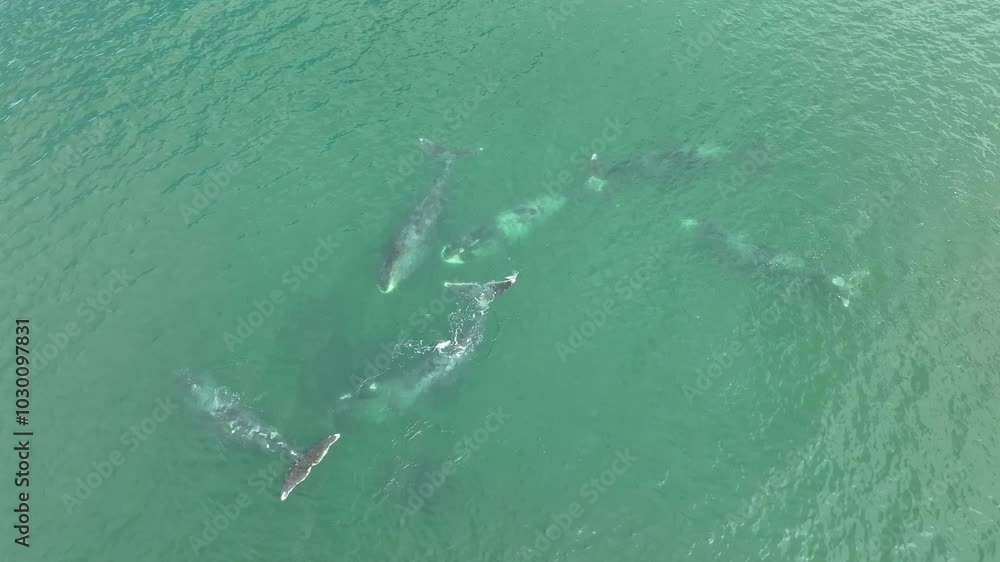 Bowhead whales, scientifically referred to as Balaena mysticetus, glide ...