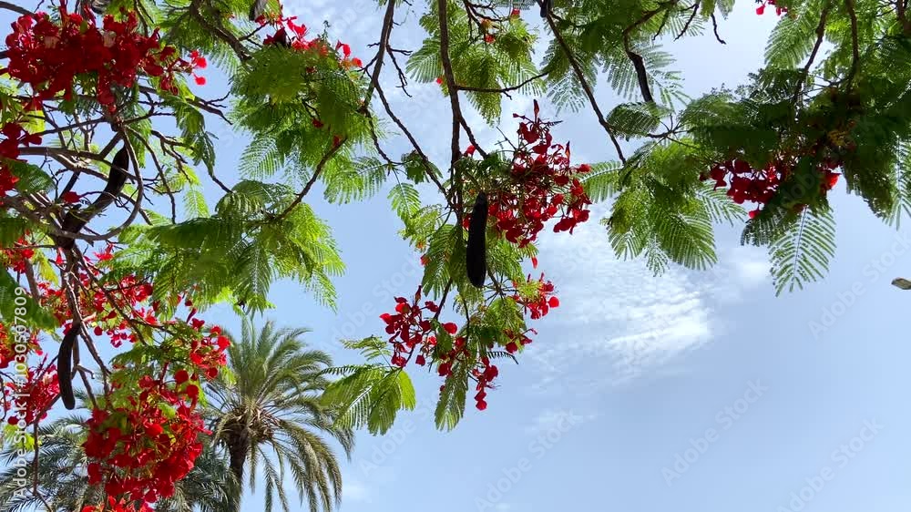 Red Flamboyant tree flowers also known as Royal Poinciana,Delonix regia ...