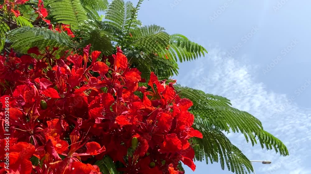 Red Flamboyant tree flowers also known as Royal Poinciana,Delonix regia ...
