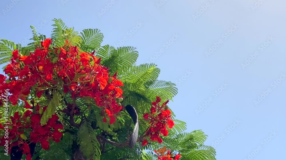 Red Flamboyant tree flowers also known as Royal Poinciana,Delonix regia ...