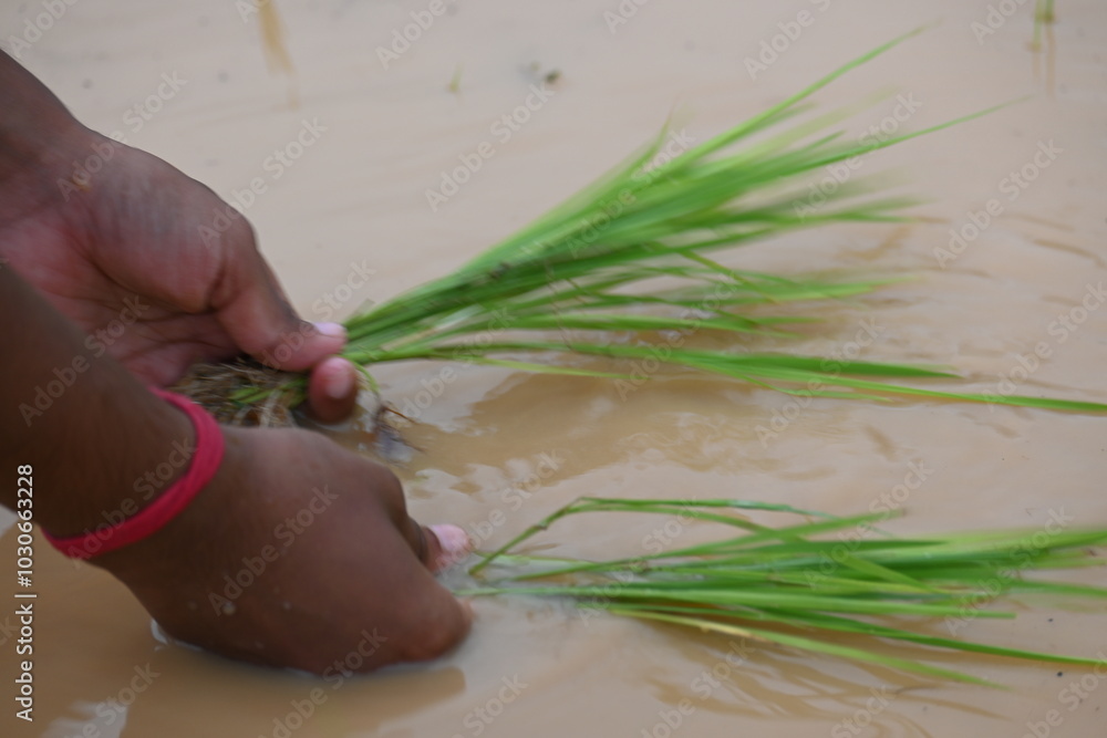 Rice plant planting in the field. A Indian farmer hand planting rice ...
