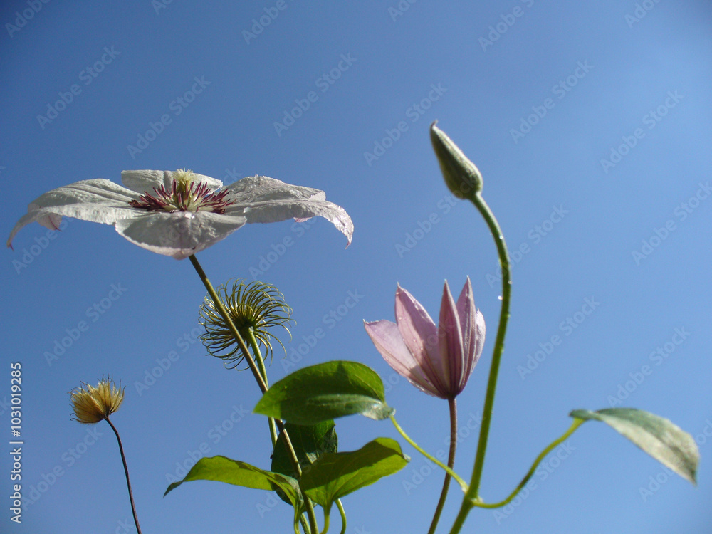 Five stages of flower development and blue sunny sky - bud, bud in ...