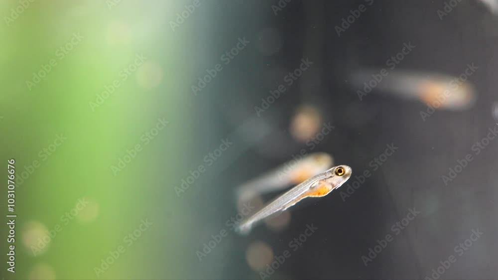 Fry of a yellow-bellied fish slowly swims against the current of water ...