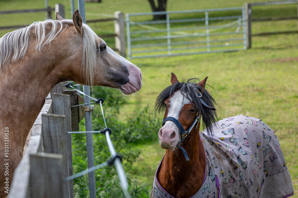 Section D Welsh cob palomino stallion being friendly and affectionate ...