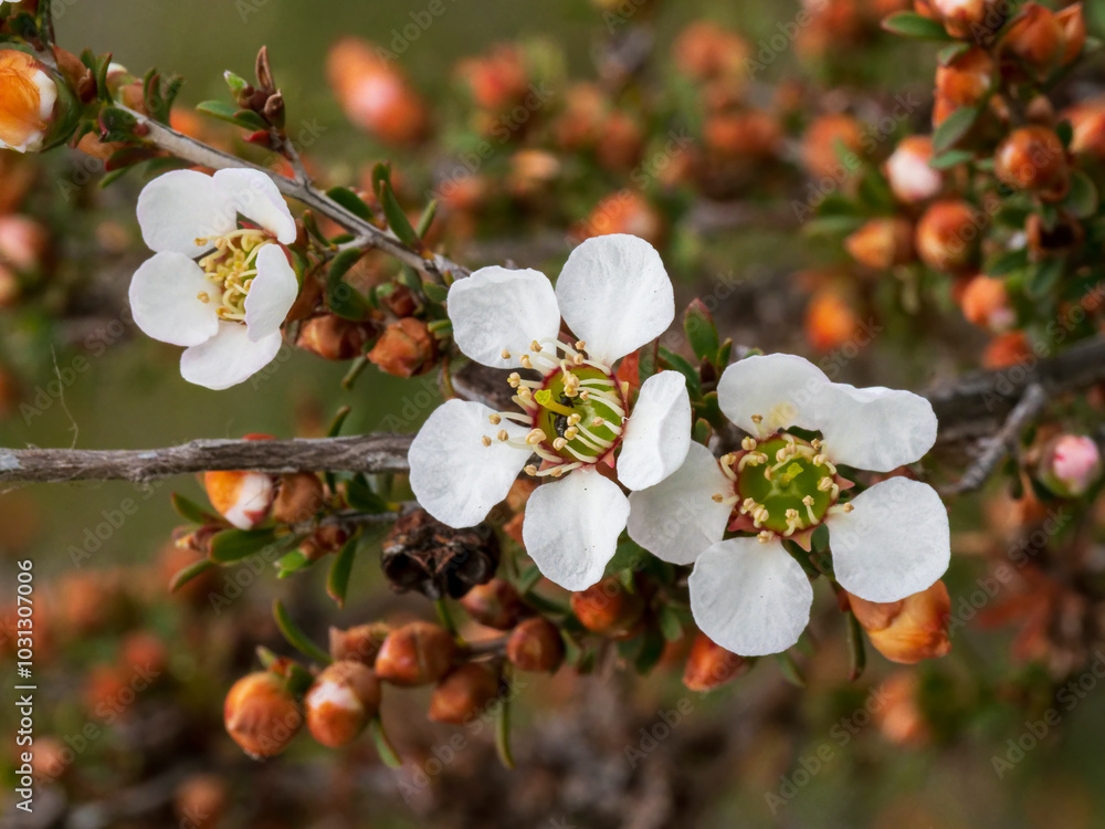 Photo & Art Print The white flowers of the small wiry to compact ...