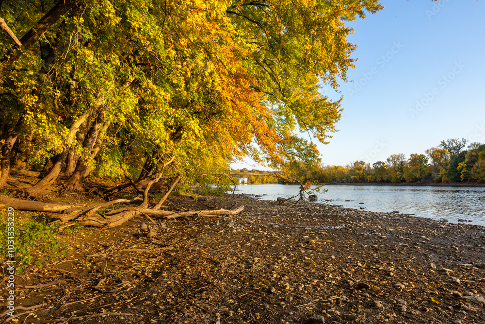 Fall colors in Fridley on the Mississippi River near Minneapolis showing climate change drought ...