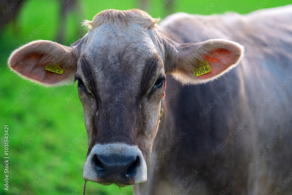 Cow at meadow. Cattle in green field. Cow in grassy pasture. Cow close ...