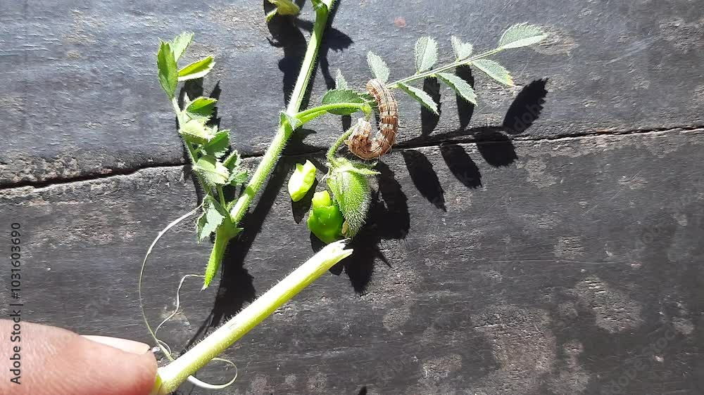 Pod borer attack on chickpea crop. Maruca vitrata is a tropical pest ...
