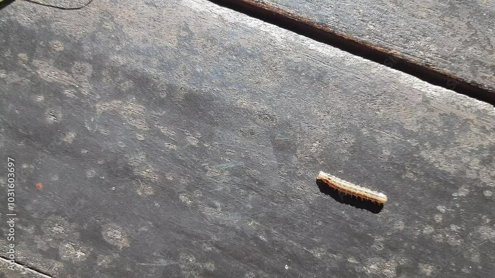 Pod borer attack on chickpea crop. Maruca vitrata is a tropical pest ...