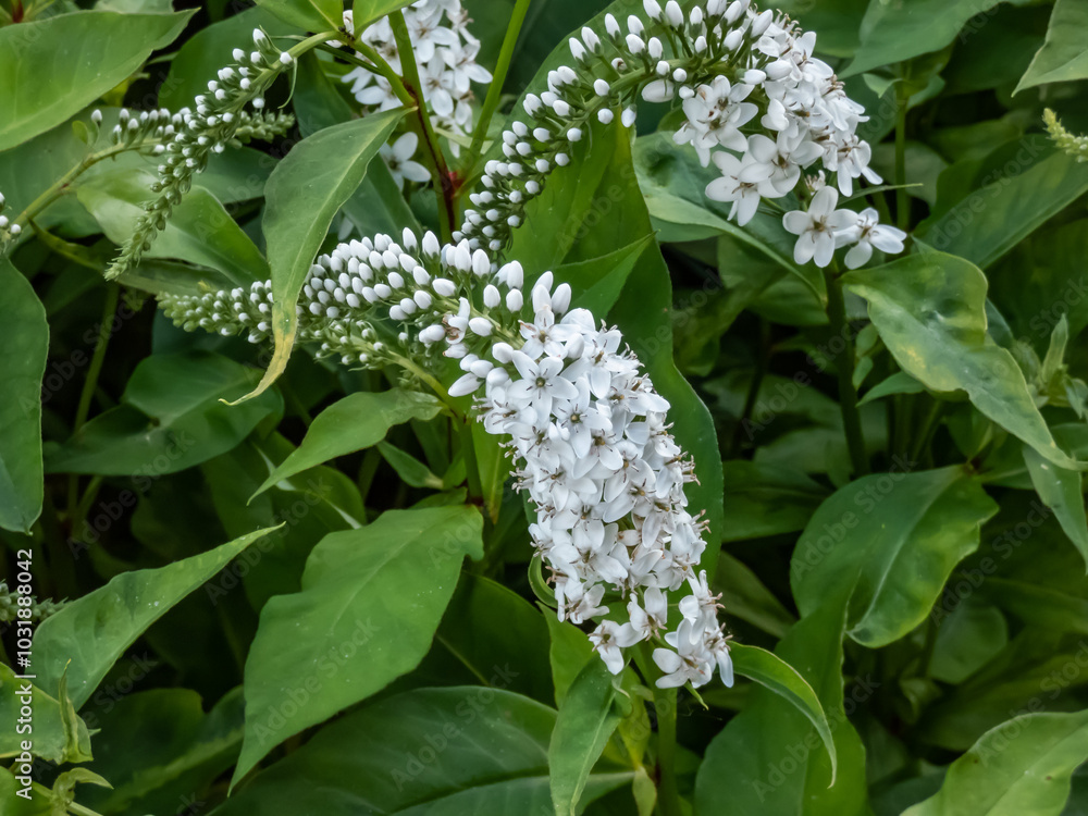The gooseneck loosestrife (Lysimachia clethroides) flowering with tiny ...