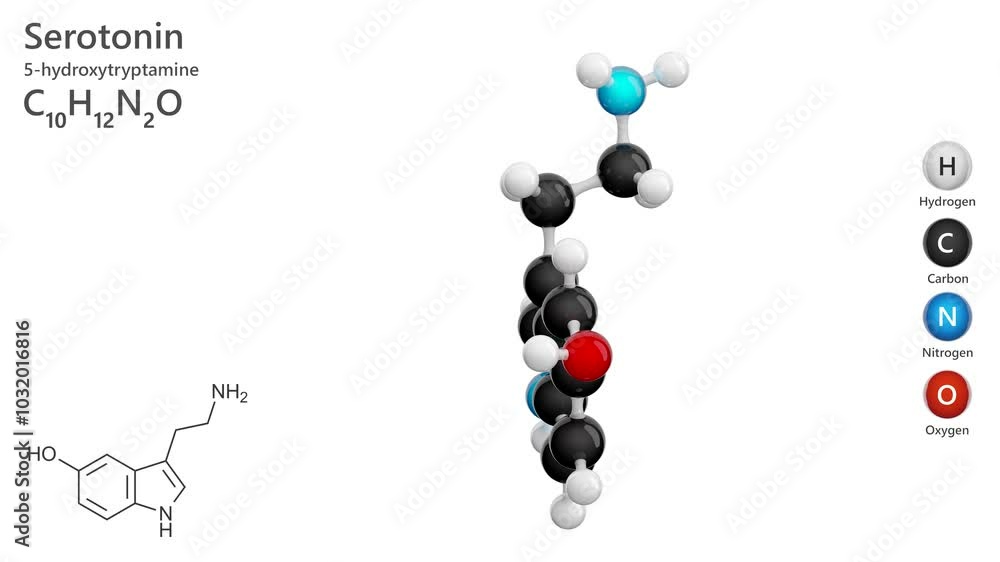 Serotonin. An animated 3D model of a human hormone molecule ...
