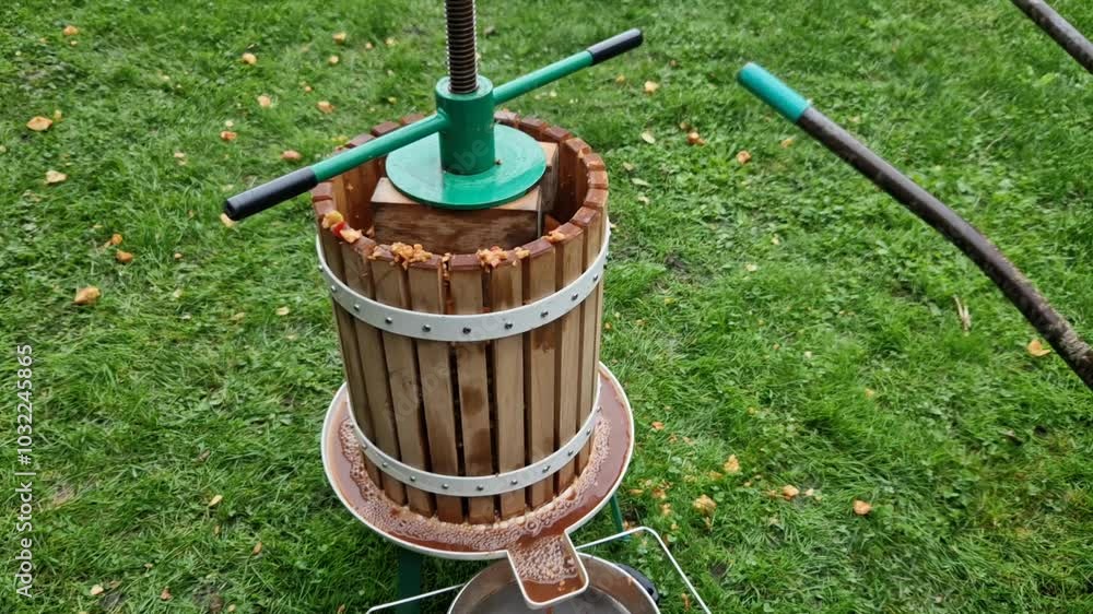 Making homemade cider juice from fallen apples pressing in a hand press ...