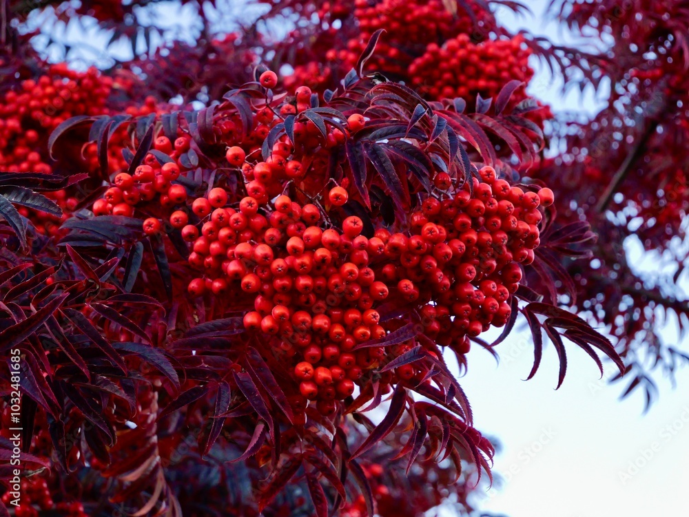 Fruits and habitus of Sorbus ulleungensis 'Olympic Flame'. The rowan ...