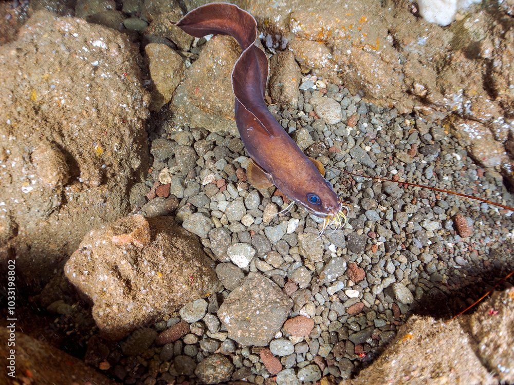 水中洞窟にいる、大きく美しいイタチウオ（アシロ科）、イセエビ（イセエビ科）。 英名、学名：Goatsbeard Brotula ...