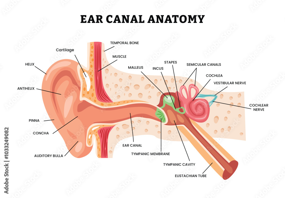 Снимка Ear canal anatomy infographic poster design for education, Ears inner structure ...