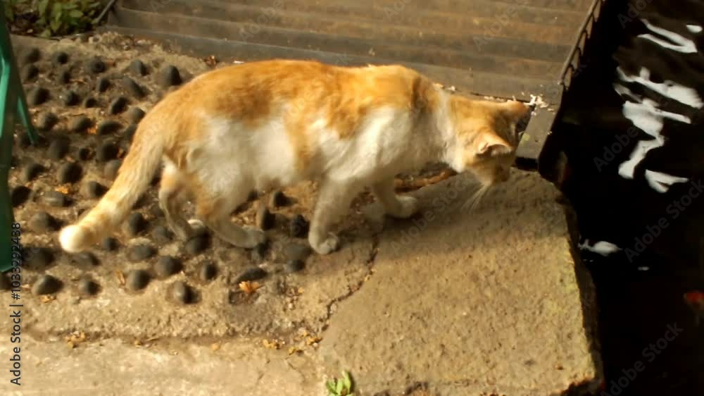 cute tabby white orange staring to a fish in the pond. Adorable moment ...